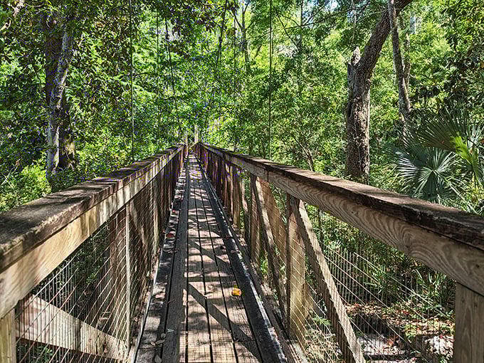 A wooden walkway stretches into the emerald abyss. Nature's VIP corridor just waiting for your grand entrance!