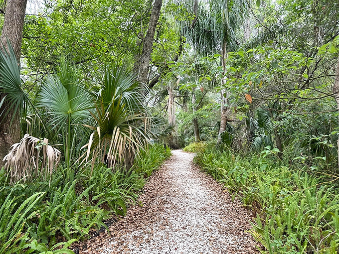 A winding path through lush Florida wilderness invites exploration, where palms and ferns create nature's own welcoming committee.