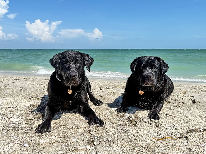 Two black Labradors living their best beach life, proving paradise isn't just for humans but for wet noses and wagging tails too.
