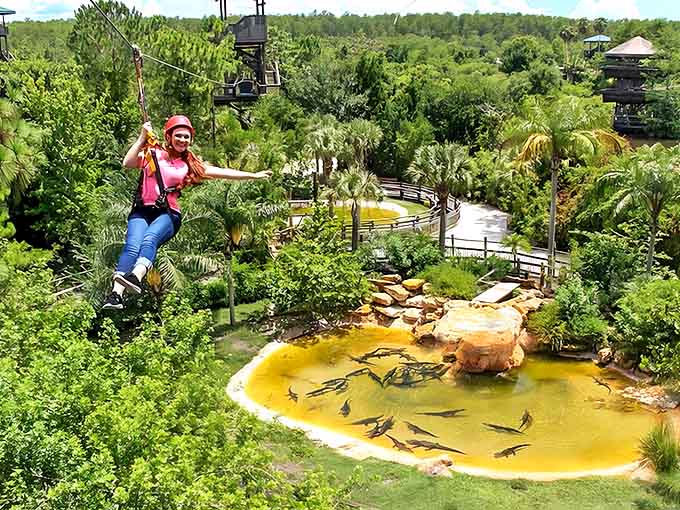 Soaring above prehistoric predators, this zipline adventure gives thrill-seekers a bird's-eye view of Gatorland's scaly residents below.
