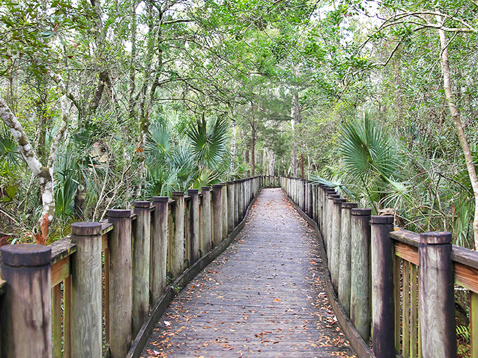 The James E. Grey Preserve boardwalk invites you into a world where time slows and nature's symphony takes center stage.
