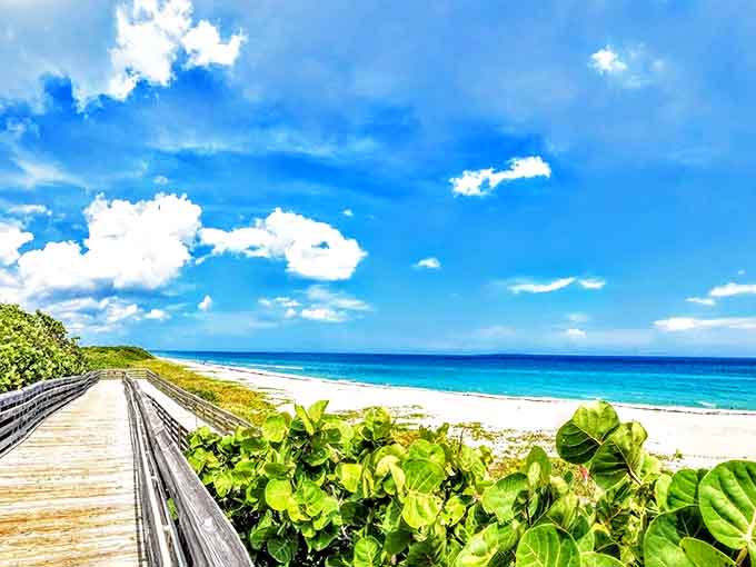 Nature's swimming pool: The electric blue waters of Fanning Springs invite visitors to dive into this crystal-clear oasis of refreshing 72-degree perfection.