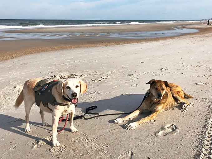 Aerial paradise: Where the Atlantic kisses pristine shoreline for 1.5 glorious miles, creating Jacksonville's most photogenic beach escape.