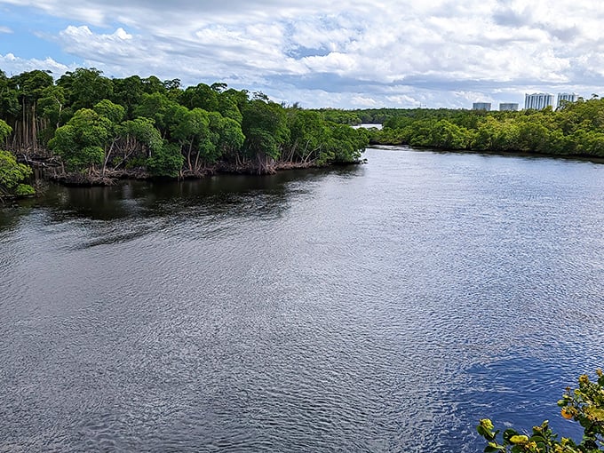 Where Miami's concrete jungle surrenders to nature's embrace, creating a stunning contrast between urban skyline and pristine waterways.