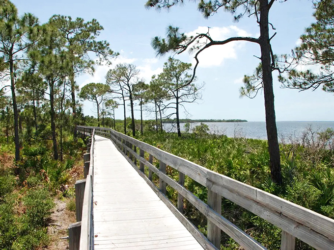 A wooden boardwalk winds through towering pines and palmettos, inviting visitors to explore Florida's coastal wilderness without disturbing delicate ecosystems.