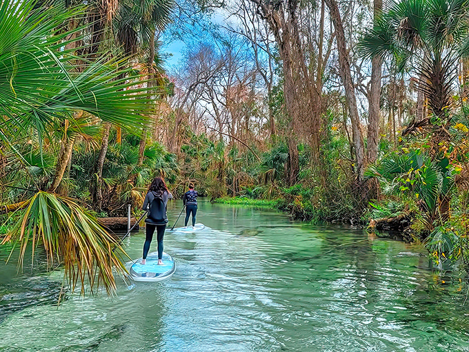 Nature's own emerald highway beckons paddleboarders through a corridor of palms and cypress trees. Florida's wild side shows off its crystal-clear credentials.