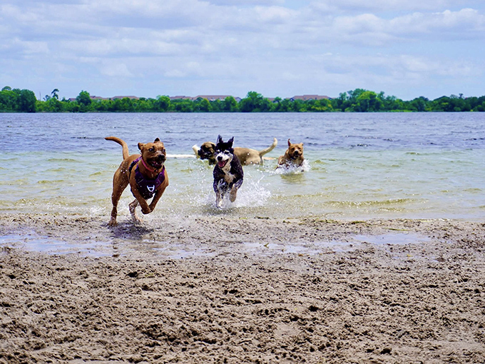 Canine joy unleashed! Dogs race through the shallows at Lake Baldwin, creating splashes that sparkle like diamonds in the Florida sunshine.