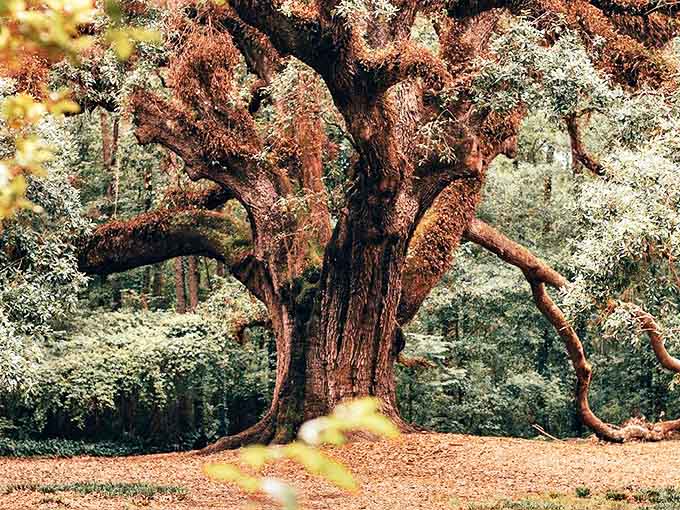 Nature's masterpiece: This ancient oak at Lichgate has been crafting its magnificent form for over 300 years, creating a living cathedral of branches and moss.