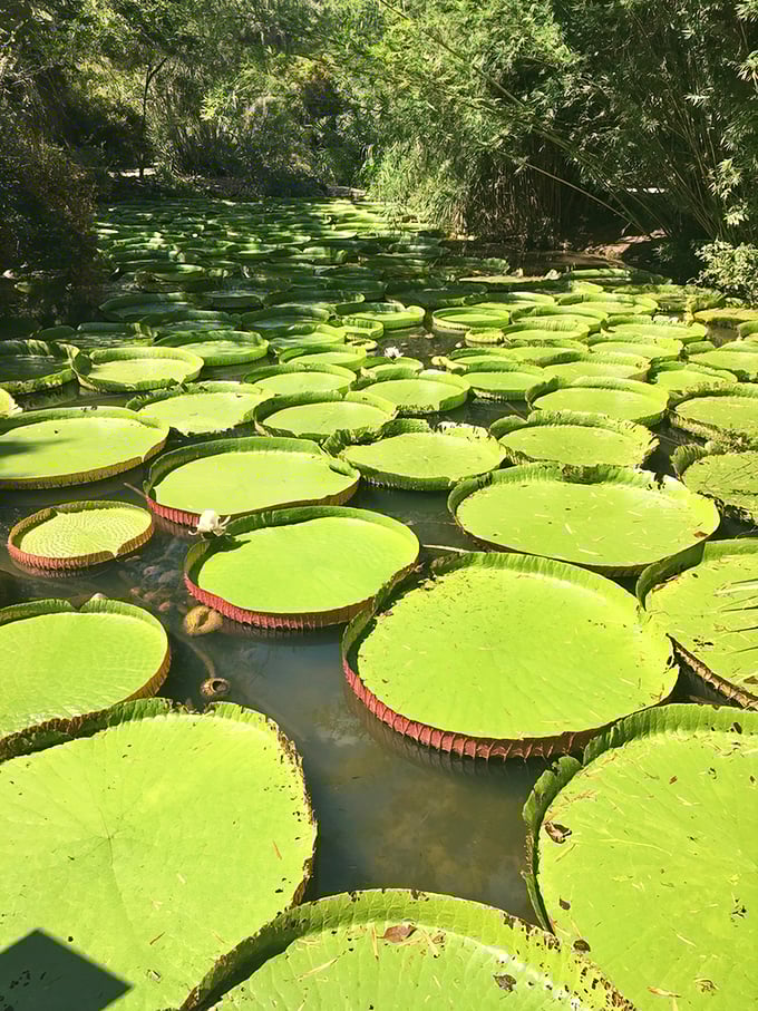 Nature's floating dinner plates: Victoria water lilies spread across the pond like an armada of green platters ready for a feast.