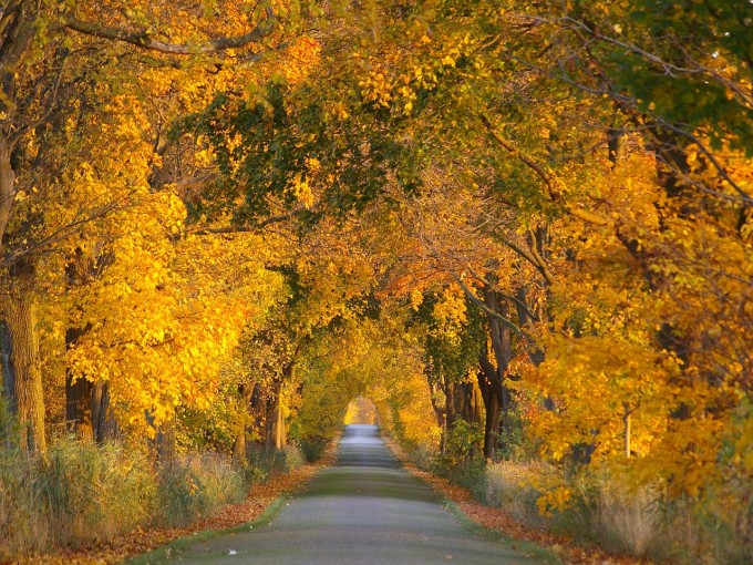 Nature's cathedral awaits as sunlight filters through golden leaves, creating a magical passage along M-119's famous Tunnel of Trees near Harbor Springs. 
