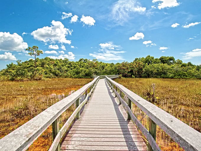 A wooden pathway stretches into golden sawgrass, inviting explorers into the heart of the Everglades. Nature's red carpet has never looked so inviting!