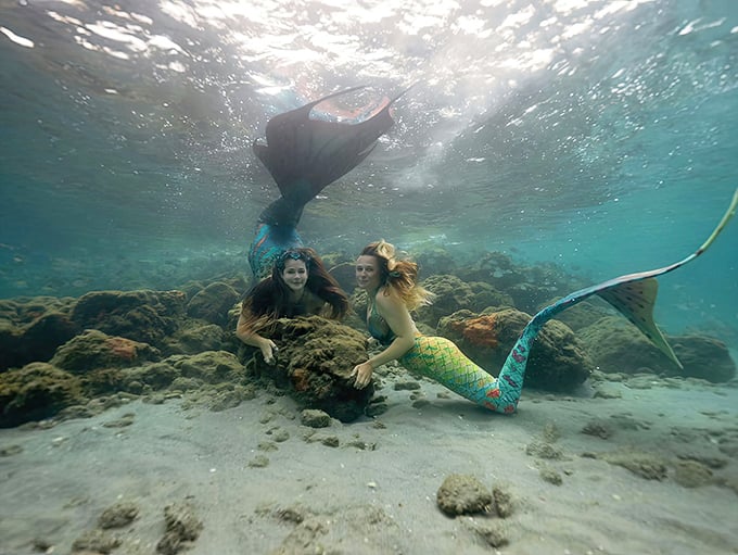 Underwater enchantment comes alive as mermaids explore the reef at Live Free Diving, where fantasy meets Florida's crystal waters.