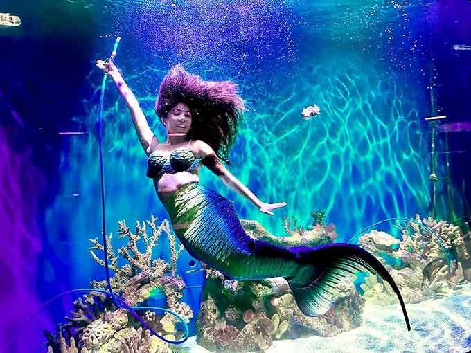 A magical underwater ballet unfolds as a mermaid performer glides through the vibrant blue waters, making fantasy come alive for wide-eyed visitors.
