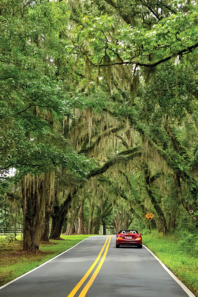 Nature's cathedral awaits as Miller Landing Road invites travelers into its leafy embrace, where sunlight plays hide-and-seek through ancient branches.