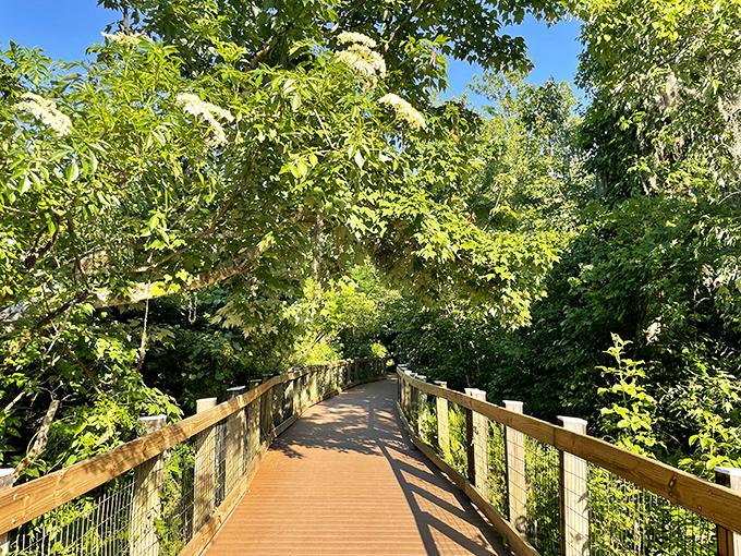 A wooden boardwalk winds through lush greenery, inviting explorers to venture deeper into Florida's natural wonderland without a single velvet rope in sight.