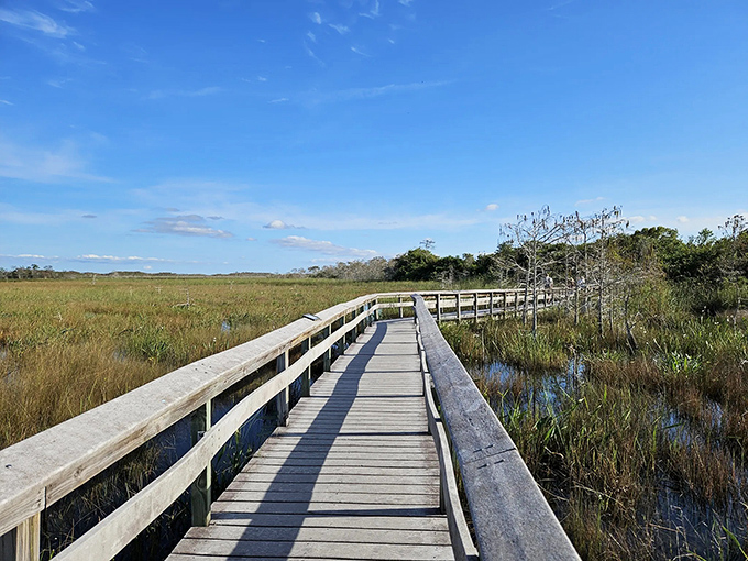 The Pa-hay-okee boardwalk stretches into the Everglades like nature's welcome mat, inviting visitors into a world where water and grass create an endless horizon.