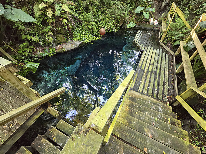 Paradise Springs: A crystalline blue portal nestled in the Florida wilderness, where wooden steps descend into nature's own infinity pool.