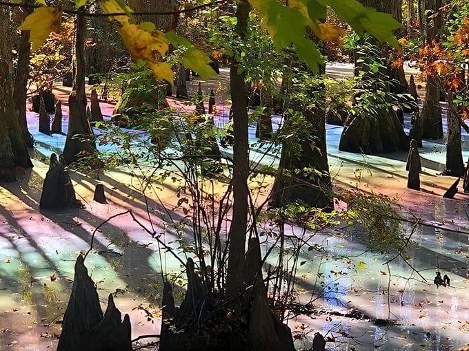 Nature's kaleidoscope unfolds in this Florida swamp, where science and magic dance together in a rainbow display.