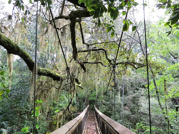 Ravine Gardens State Park: Where Spanish moss drapes from ancient oaks like nature's own decorating committee went wild in this hidden Florida gem.