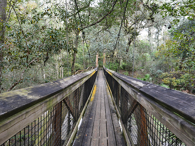 A wooden suspension bridge stretches across a verdant ravine, inviting adventurers to cross while Spanish moss sways gently in the Florida breeze.
