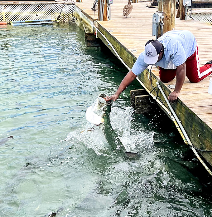 The legendary Robbie's of Islamorada, where silver kings and sun-seekers gather for a uniquely Florida experience that's been delighting visitors for decades.