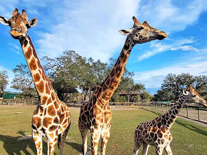 Three majestic giraffes stand tall against a brilliant blue Florida sky, their spotted patterns creating nature's perfect camouflage art.