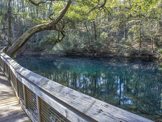 The Sinkhole Trail beckons with its wooden boardwalk curving around a crystal-clear blue pool, nature's own infinity mirror reflecting the Florida sky.