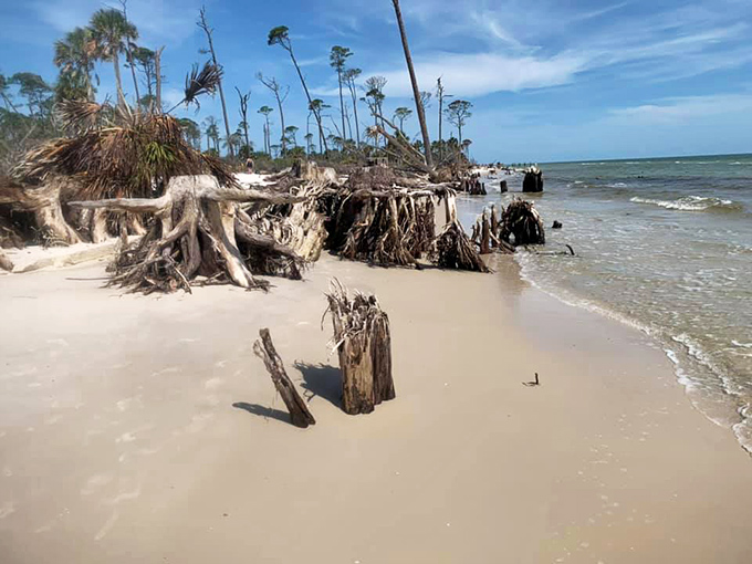 Weathered wooden sentinels stand guard where forest meets sea, their roots exposed like nature's own modern art installation.