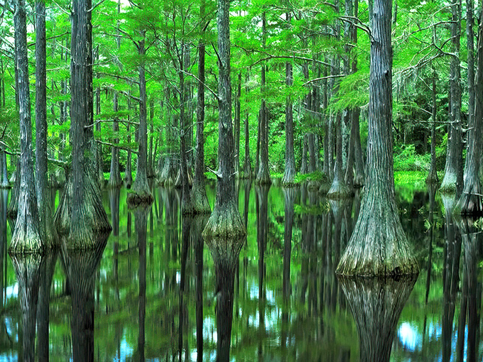Ancient cypress sentinels stand guard in emerald waters, their knobby "knees" creating nature's version of a surrealist sculpture garden.