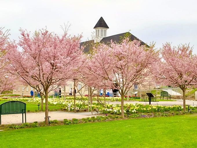 Cherry blossoms frame the historic building like nature's own welcome banner, creating a scene straight from a watercolor painting.