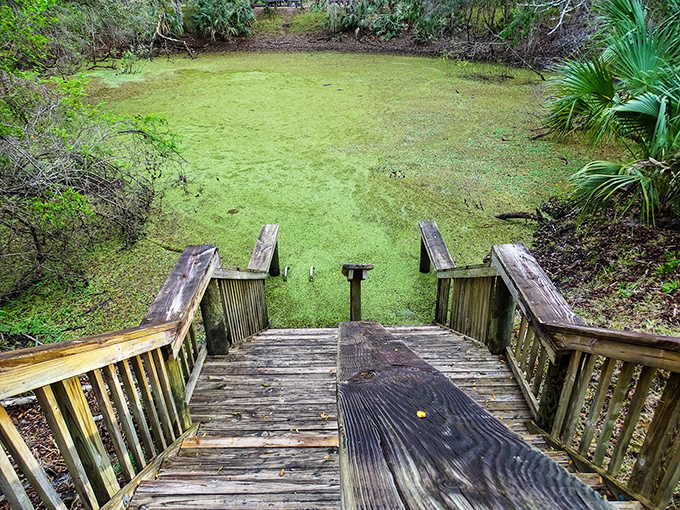 A wooden stairway descends to the algae-covered surface of the Catfish Hotel, nature's own mysterious lobby awaiting exploration.