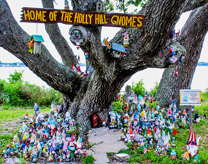 The Holly Hill Gnome Tree stands as Florida's most whimsical roadside attraction, where hundreds of pointy-hatted residents have created their own magical kingdom.