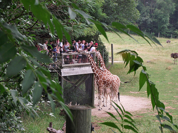 The Wild Africa exhibit transforms Michigan into a convincing slice of savanna, where giraffes seem perpetually surprised to find themselves in the Midwest.