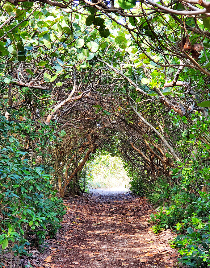 These tree tunnels at Blowing Rocks create a magical corridor that feels like walking through a living storybook.