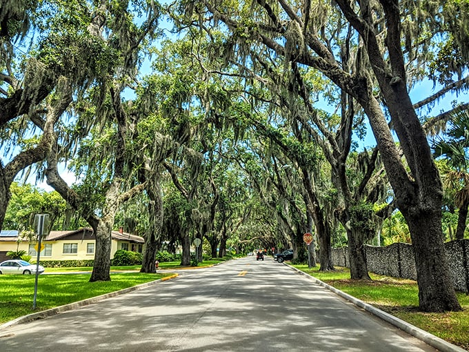 Magnolia Avenue welcomes visitors with its grand entrance, where ancient oaks stand like sentinels guarding the gateway to St. Augustine's most enchanting street.