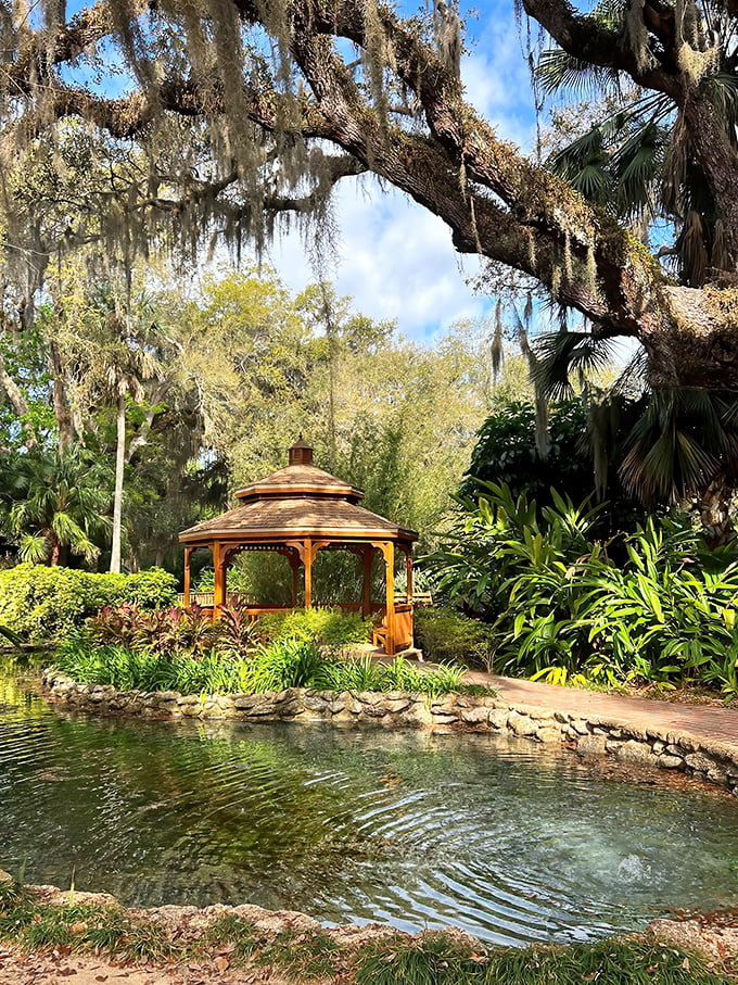 Ancient oaks draped in Spanish moss create nature's cathedral at Washington Oaks Gardens, where sunlight filters through like divine inspiration.