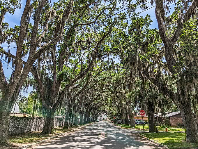 Magnolia Avenue's legendary oak canopy creates nature's perfect tunnel, where sunlight plays hide-and-seek through centuries-old branches.