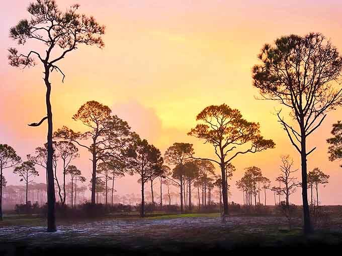 Dawn breaks over St. George Island State Park like nature's own light show, painting the slash pines in colors that make you grateful you set that early alarm.
