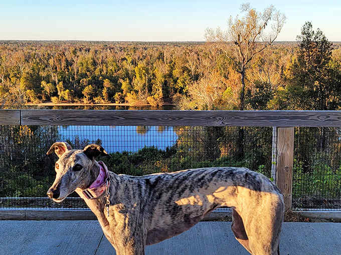 Your brindle greyhound friend enjoys a golden sunset view over the river, soaking in the peaceful scenery of the great outdoors.