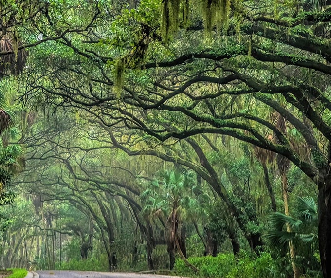 Nature's own cathedral: ancient oaks create a living tunnel where sunlight plays hide-and-seek through the verdant canopy.