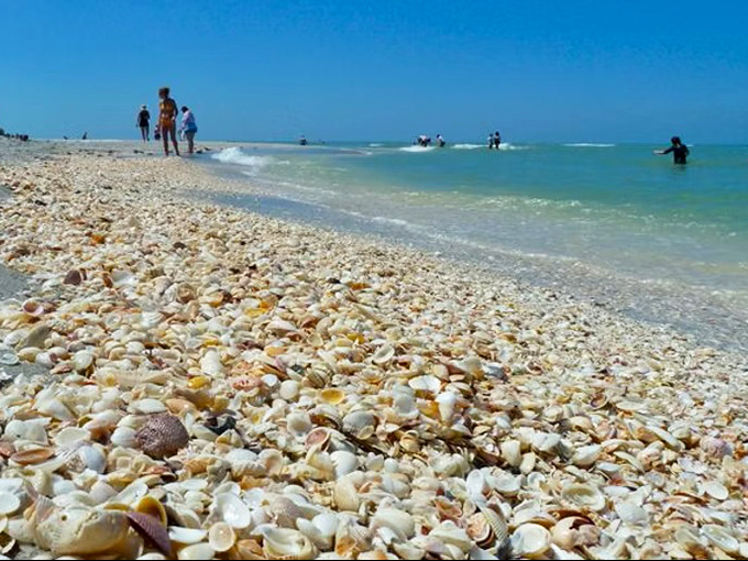 Turner Beach welcomes shell enthusiasts to Captiva Island's southwestern tip, where Gulf currents deliver nature's most exquisite treasures daily.