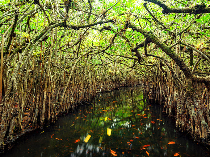 Nature's own cathedral awaits as sunlight dapples through the dense mangrove canopy, creating an ethereal pathway for adventurous paddlers.