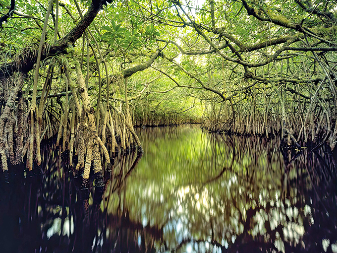 Nature's green cathedral awaits as you glide through these mystical mangrove tunnels on Turner River, where sunlight dapples the water like liquid gold.