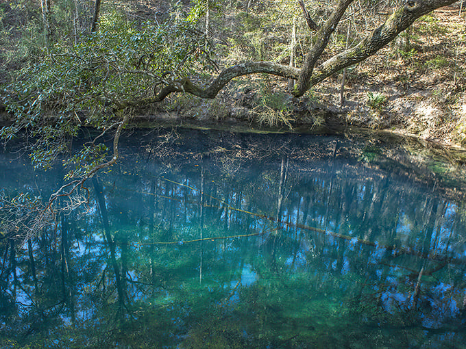 Nature's infinity pool: Hammock Sink's impossibly blue waters create a mirror-like surface reflecting the surrounding forest canopy.