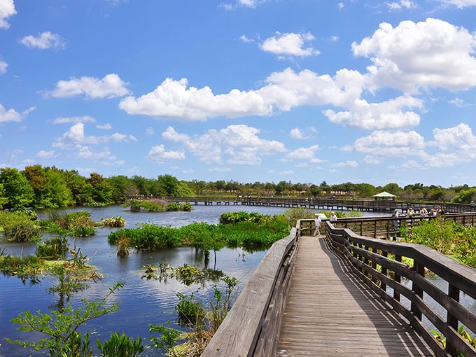 The Wakodahatchee Wetlands boardwalk stretches like a wooden ribbon through Florida's finest water world, inviting explorers into a wild theater of natural drama.