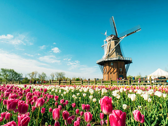 Windmill Island Gardens: A kaleidoscope of tulips surrounds the majestic De Zwaan windmill, creating a scene straight from a Dutch postcard.