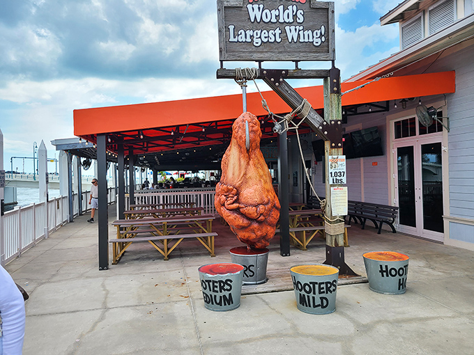 The World's Largest Chicken Wing commands attention at Hooters in Madeira Beach, suspended like a meaty monument to American excess.
