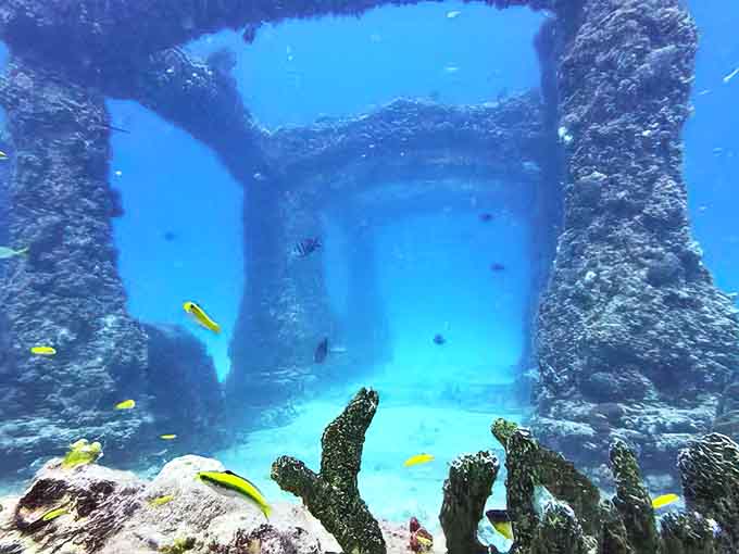 Marine life has enthusiastically embraced these artificial structures, transforming concrete monuments into thriving habitats teeming with colorful fish.