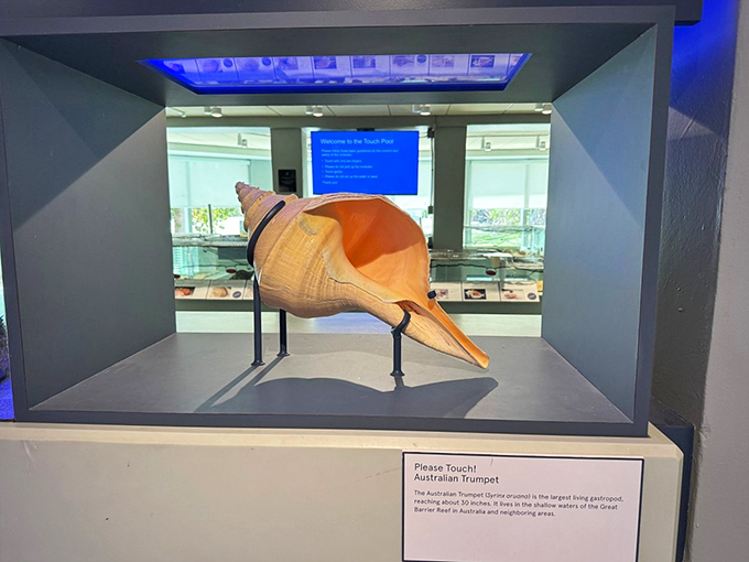 The Australian Trumpet shell &ndash; nature's brass section! This impressive specimen demonstrates why collectors worldwide get weak in the knees for a perfect example.