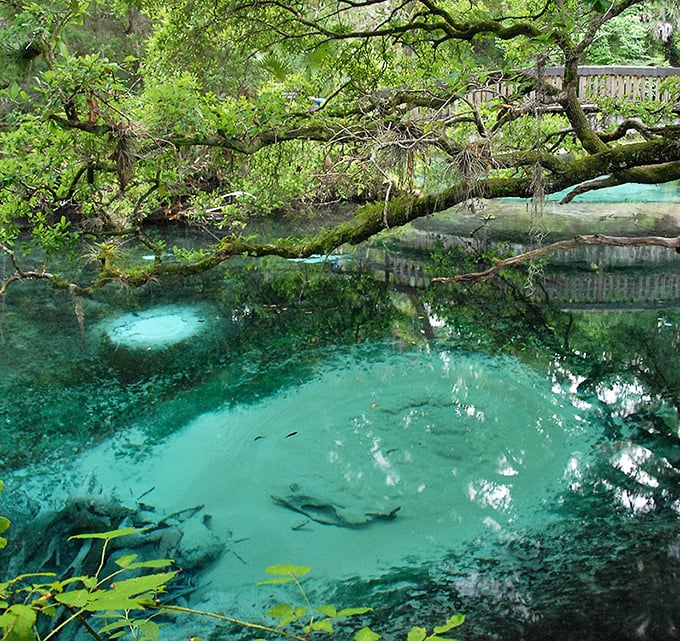 Beautiful blue water creates optical illusions where fish appear to swim through air rather than water, defying what your brain knows about physics.